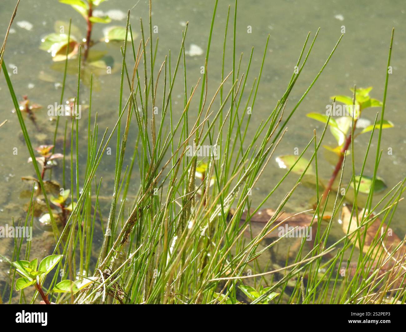 common spikerush (Eleocharis palustris Stock Photo - Alamy