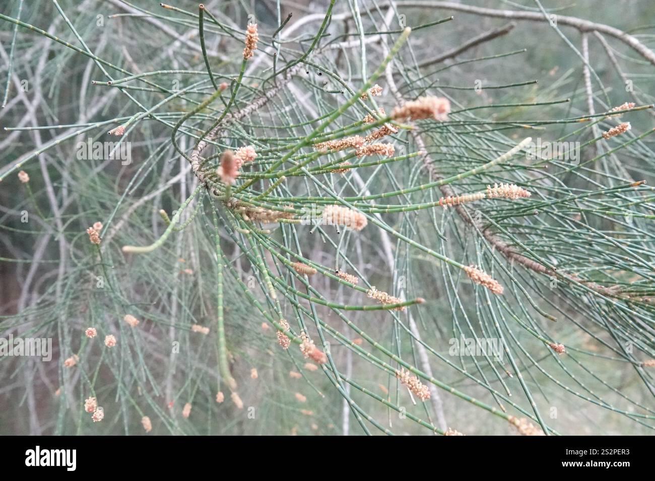 Drooping She-oak (Allocasuarina verticillata Stock Photo - Alamy