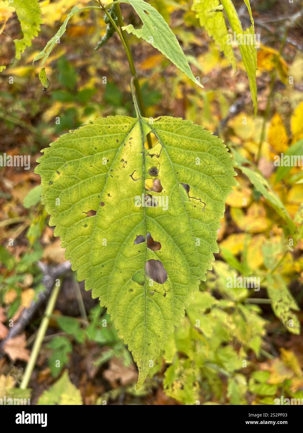 Appalachian White Snakeroot (Ageratina roanensis Stock Photo - Alamy