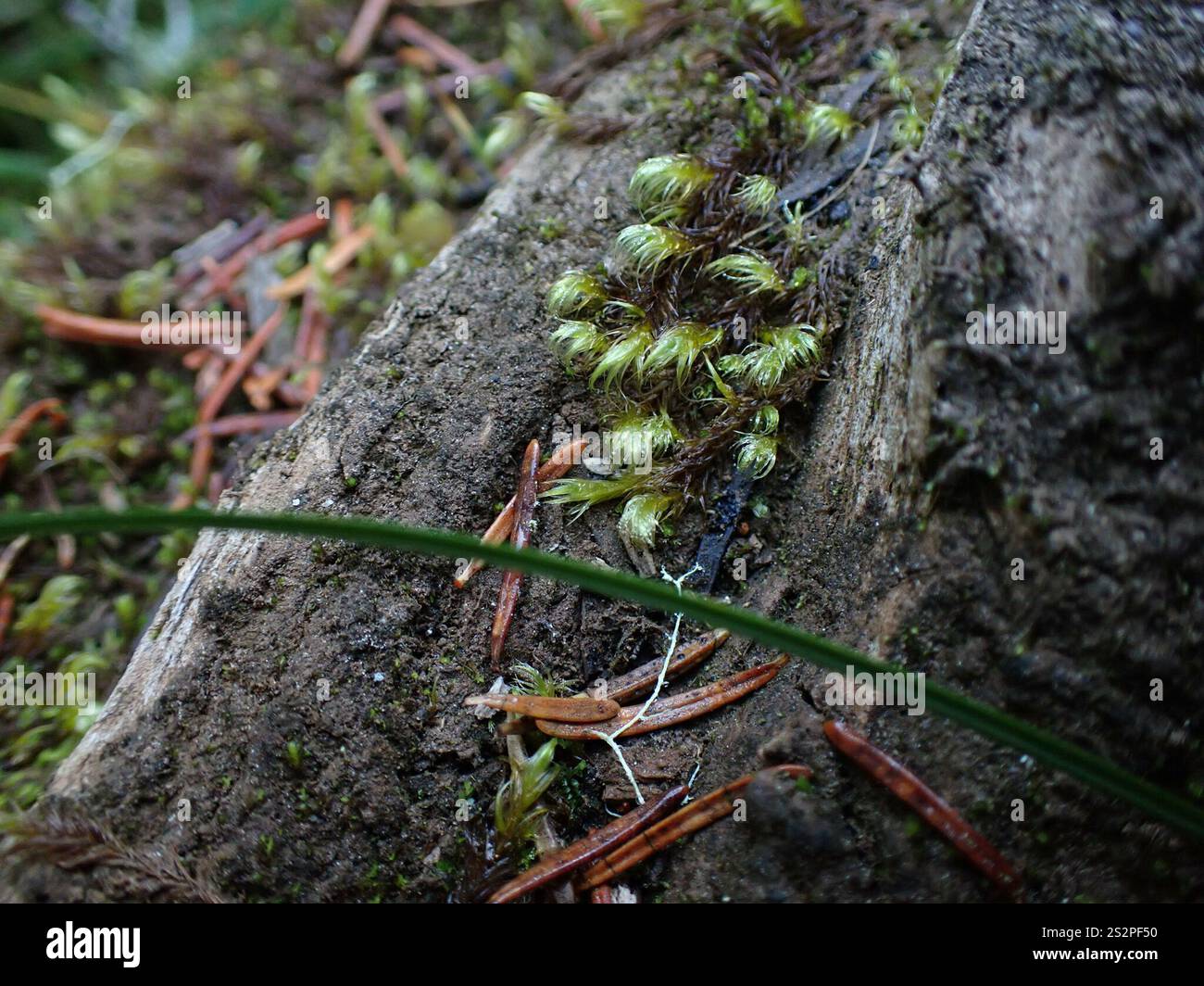 Kneiff's hook-moss (Drepanocladus aduncus Stock Photo - Alamy