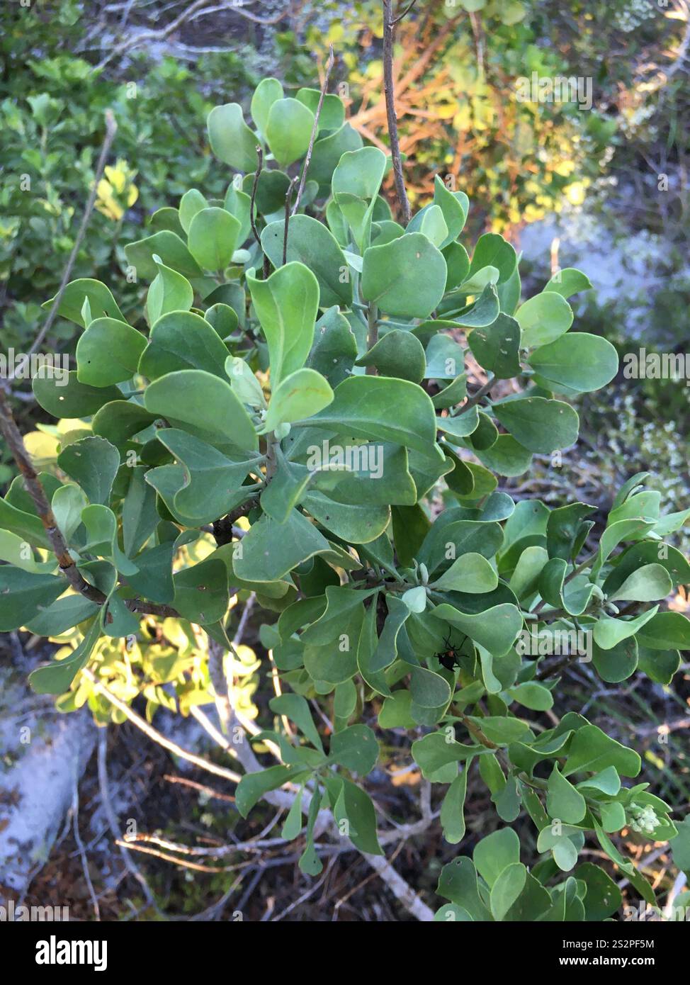 garberia (Garberia heterophylla Stock Photo - Alamy