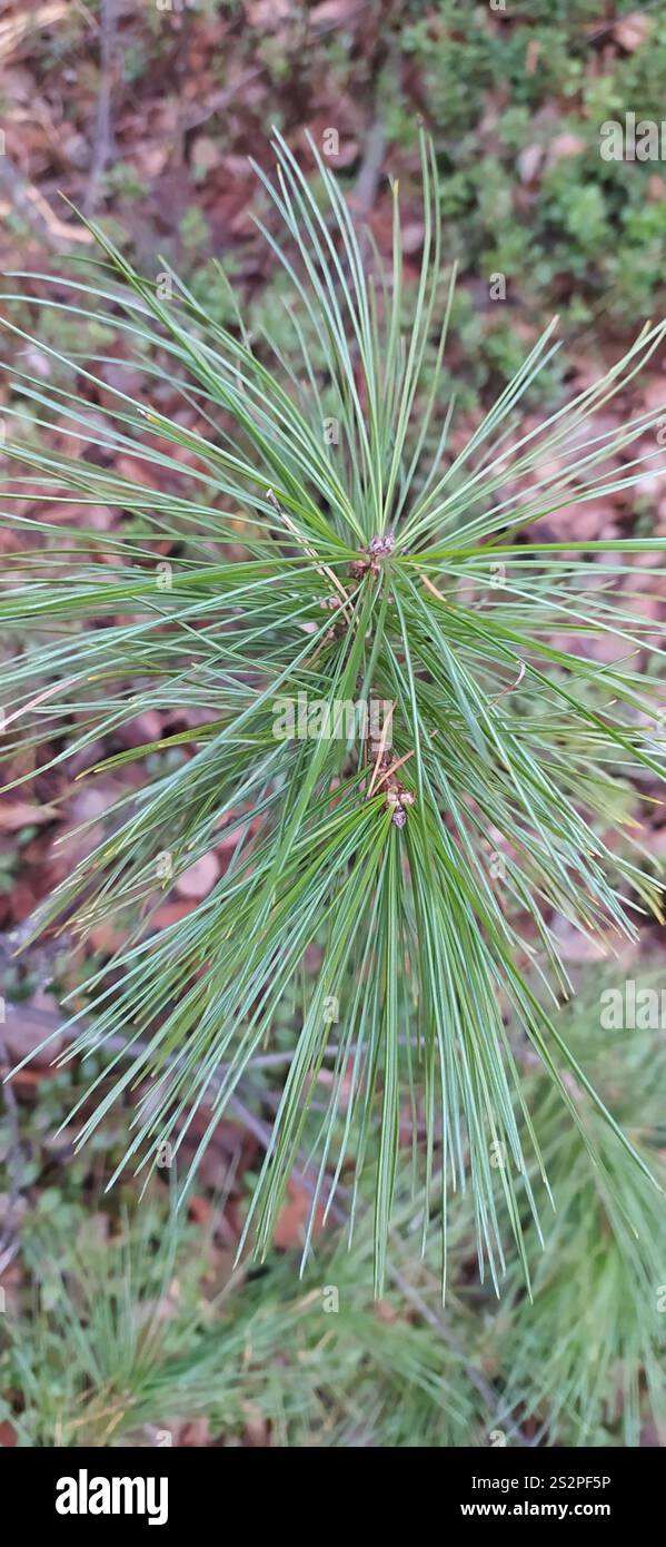 Siberian pine (Pinus sibirica Stock Photo - Alamy
