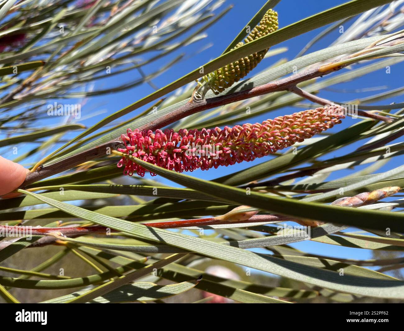 Emu Tree (Hakea francisiana Stock Photo - Alamy