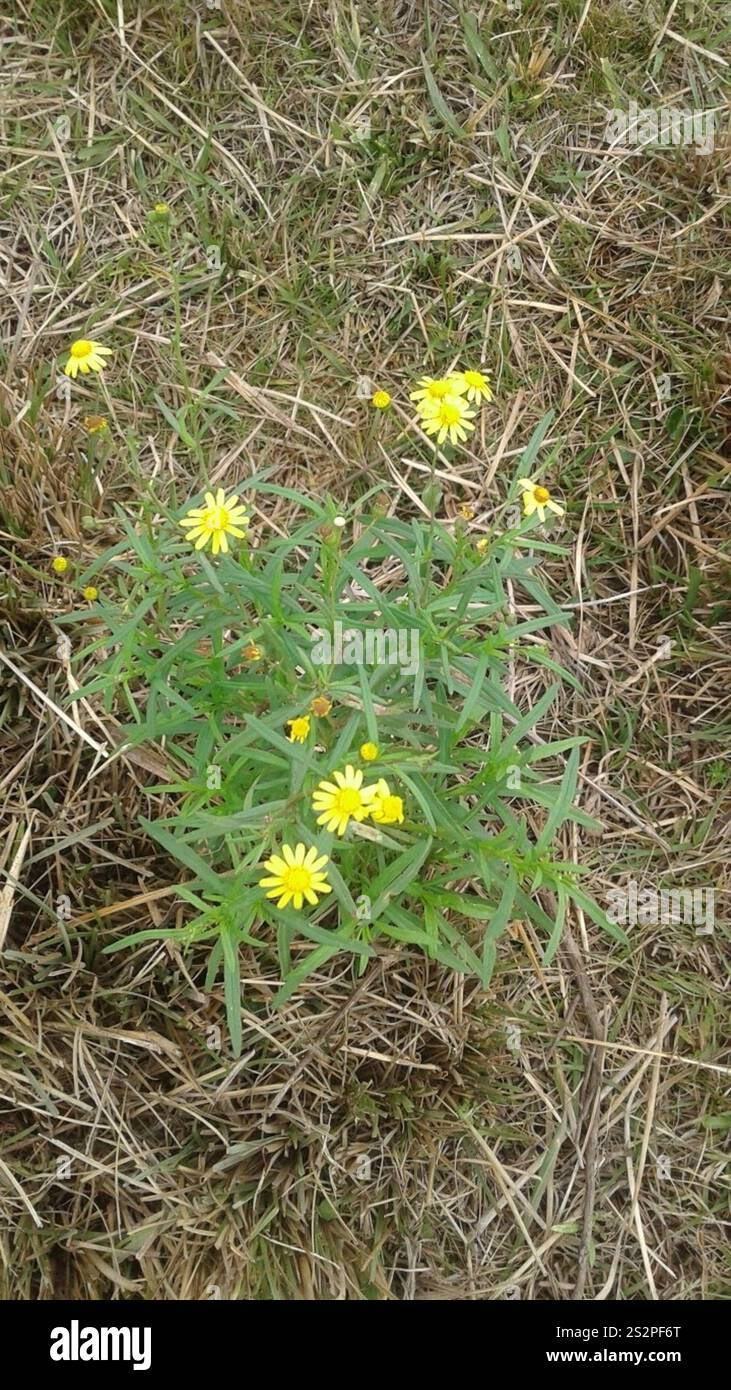 Madagascar Ragwort (Senecio madagascariensis Stock Photo - Alamy