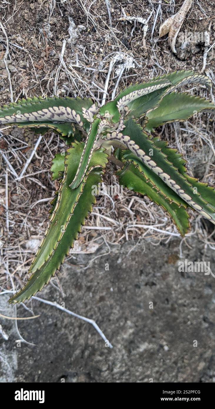 Alligator Plant (Kalanchoe daigremontiana Stock Photo - Alamy