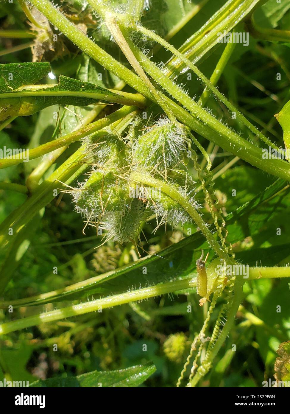 Oneseed Bur Cucumber (Sicyos angulatus Stock Photo - Alamy