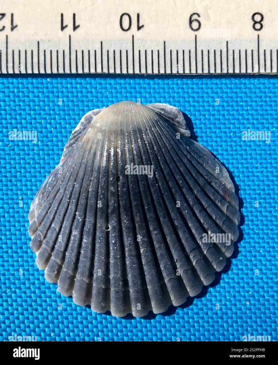 Atlantic Bay Scallop (Argopecten irradians Stock Photo - Alamy