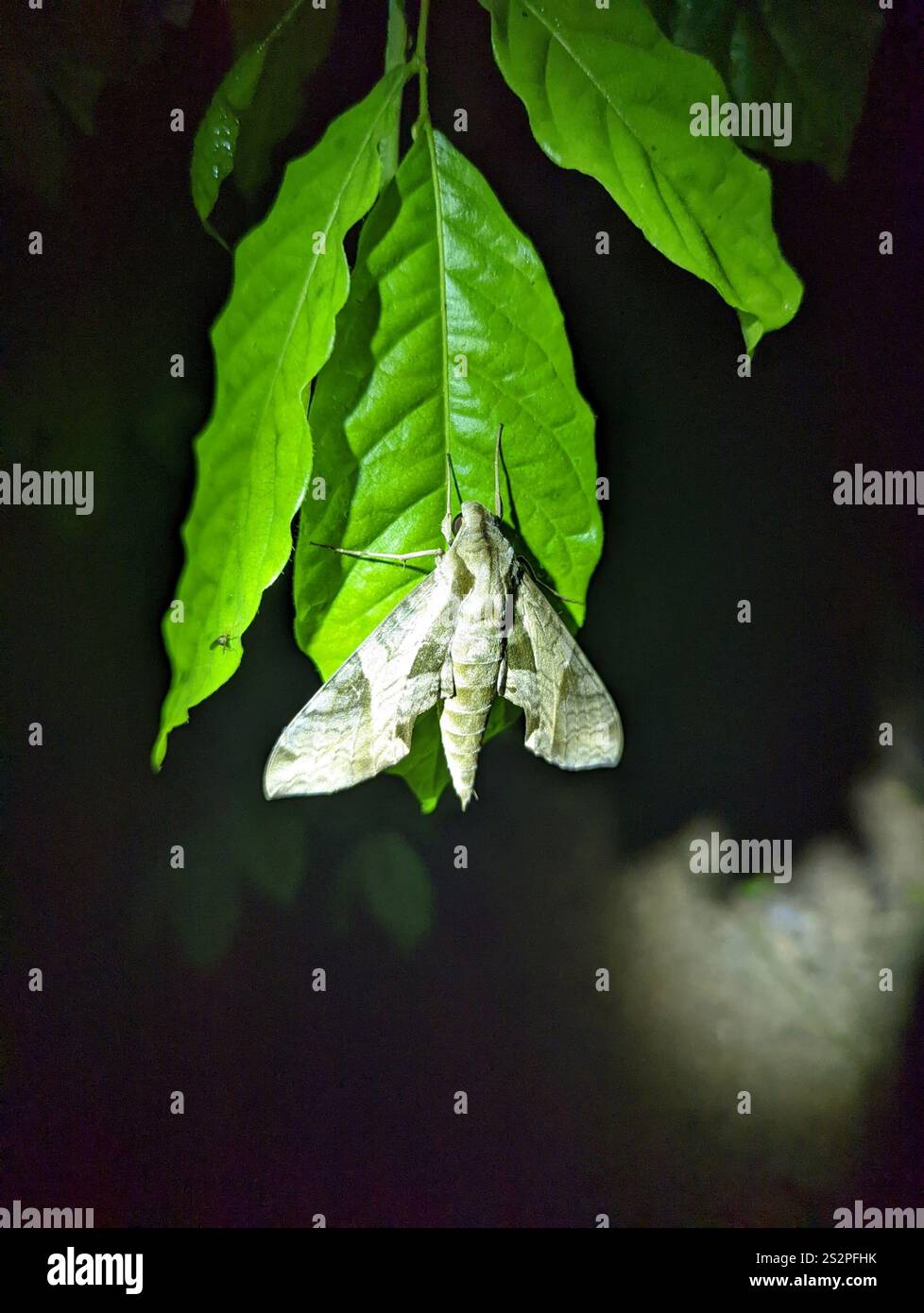 Sphinx Moths (Sphingidae Stock Photo - Alamy
