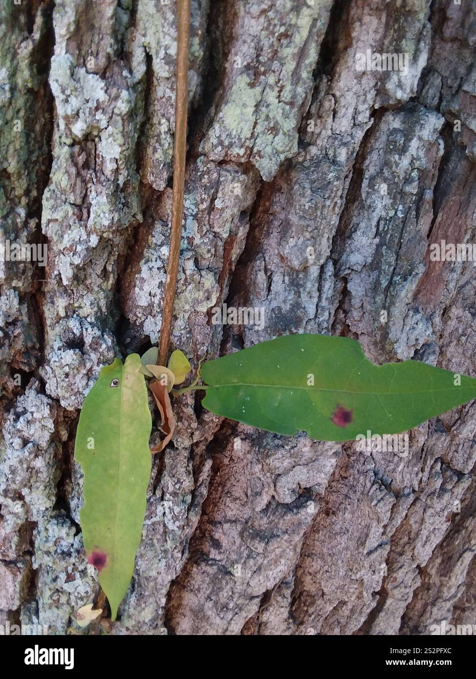cross vine (Bignonia capreolata Stock Photo - Alamy
