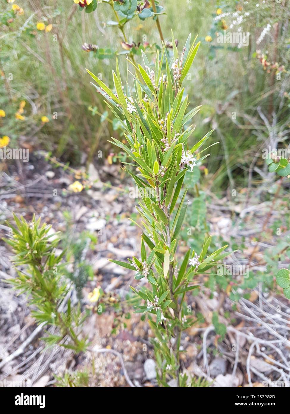 Spike Beard-heath (Leucopogon australis Stock Photo - Alamy