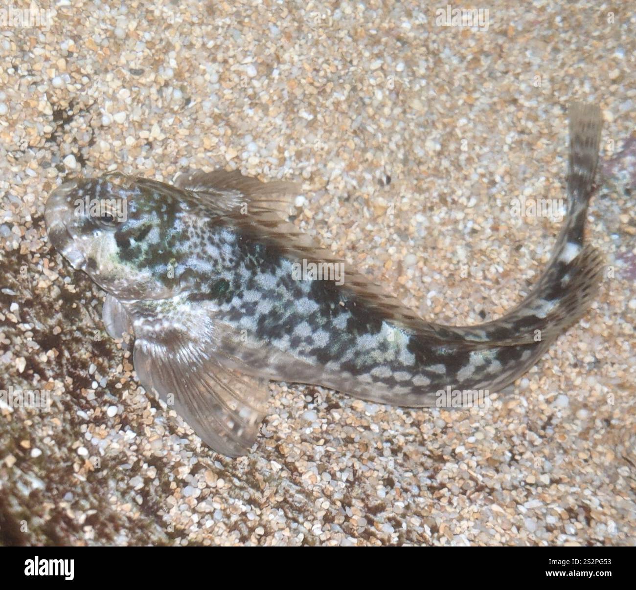 Seaweed Blenny (Entomacrodus marmoratus Stock Photo - Alamy
