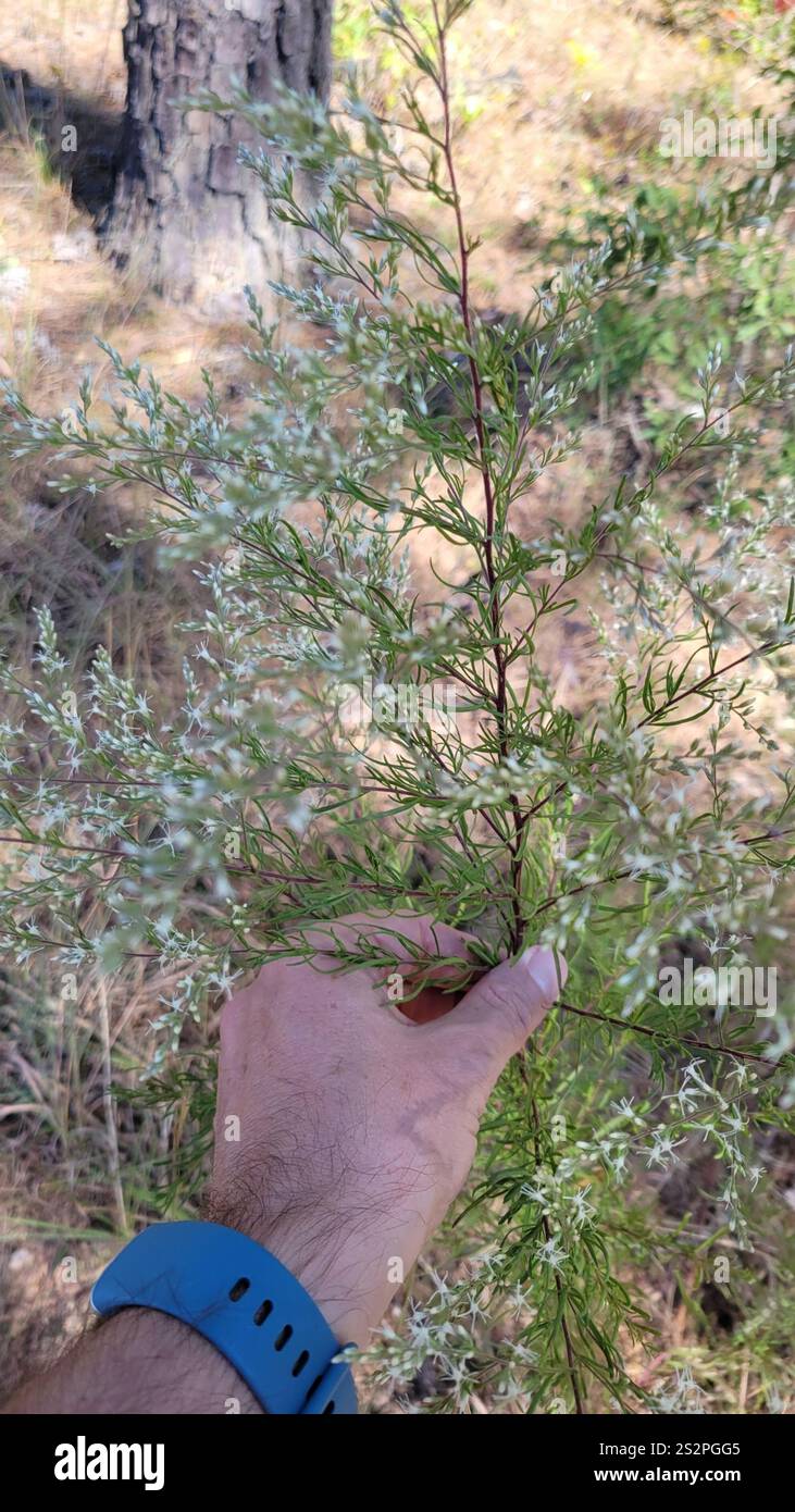 Coastal Dog Fennel (Eupatorium compositifolium Stock Photo - Alamy