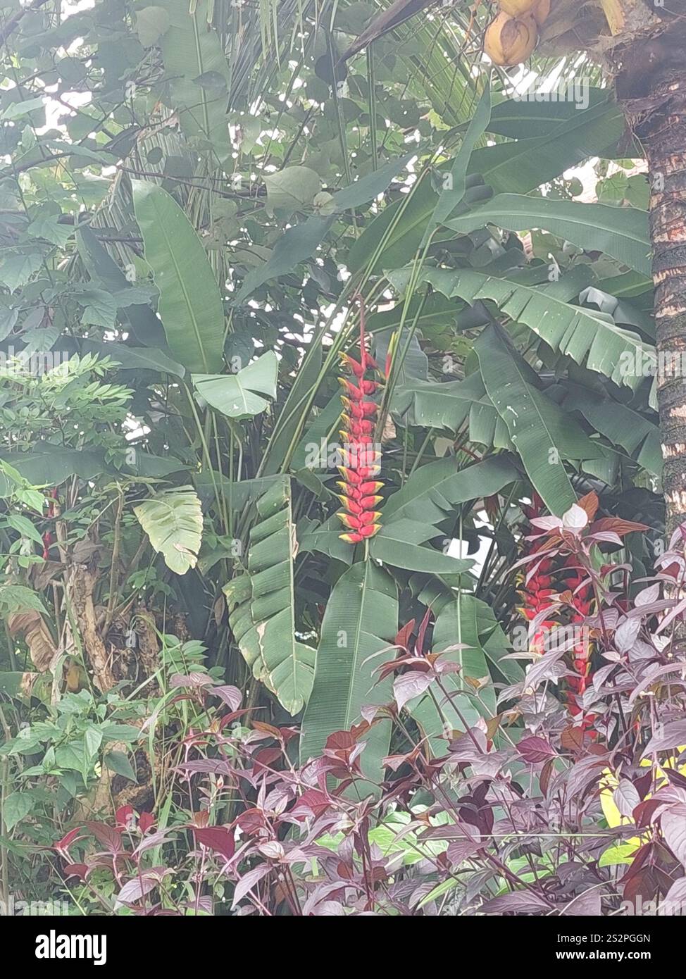 Hanging Lobster Claw Heliconia (Heliconia rostrata Stock Photo - Alamy