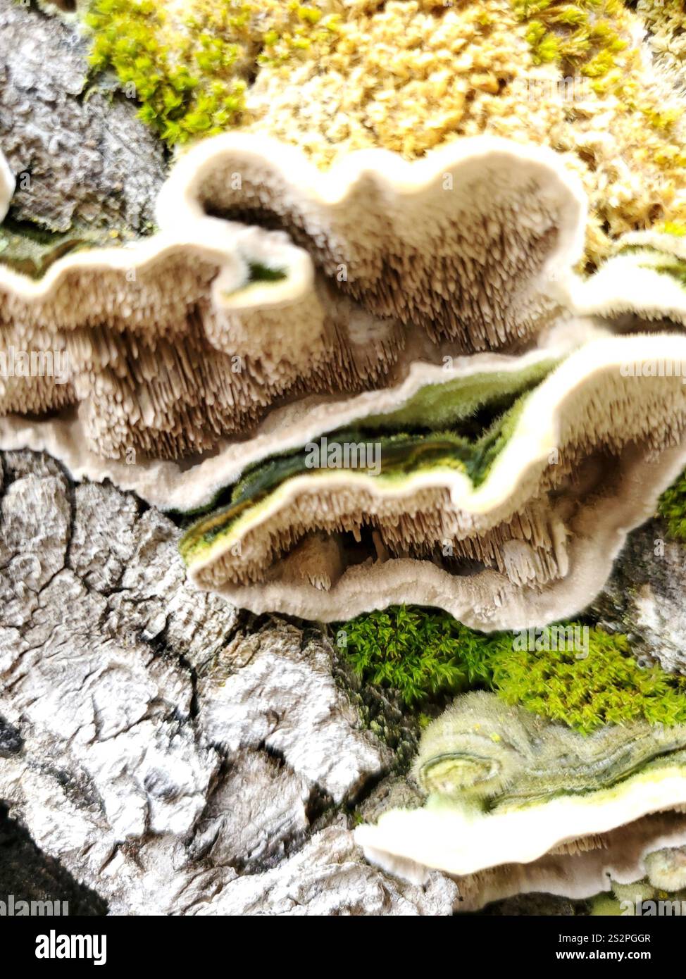 Mossy Maze Polypore (Cerrena unicolor Stock Photo - Alamy