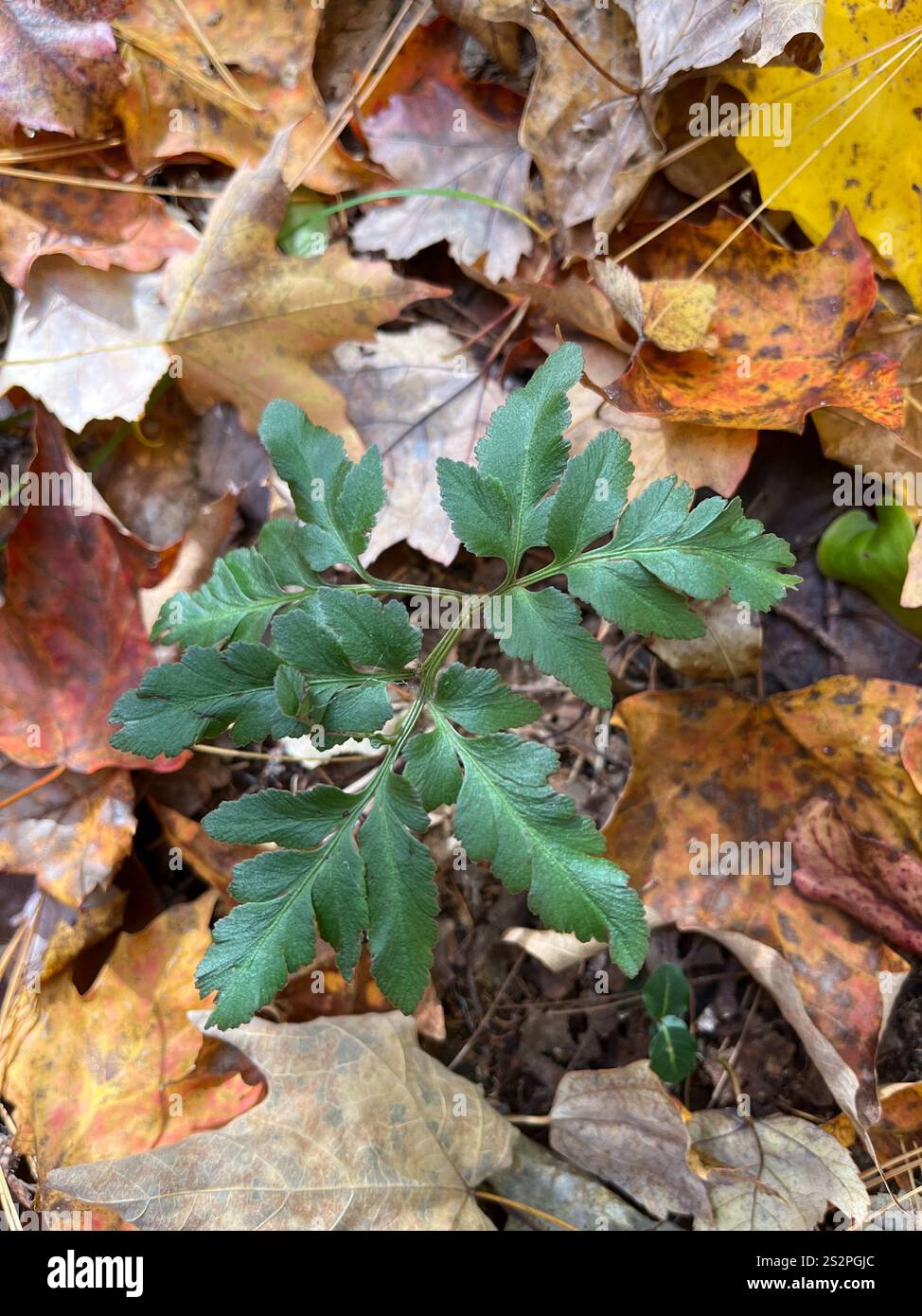 Cutleaf Grapefern (Sceptridium dissectum Stock Photo - Alamy