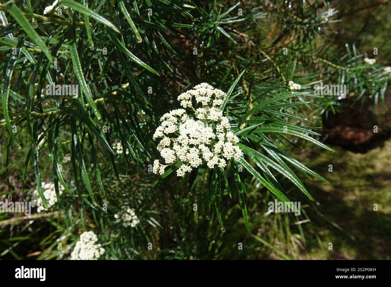 Cassinia longifolia hi-res stock photography and images - Alamy