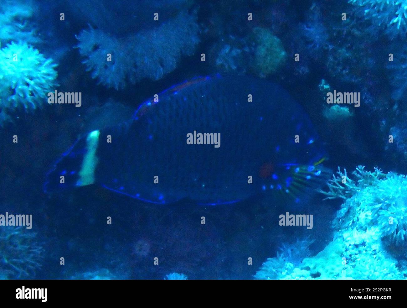 Chiseltooth Wrasse (Pseudodax moluccanus Stock Photo - Alamy