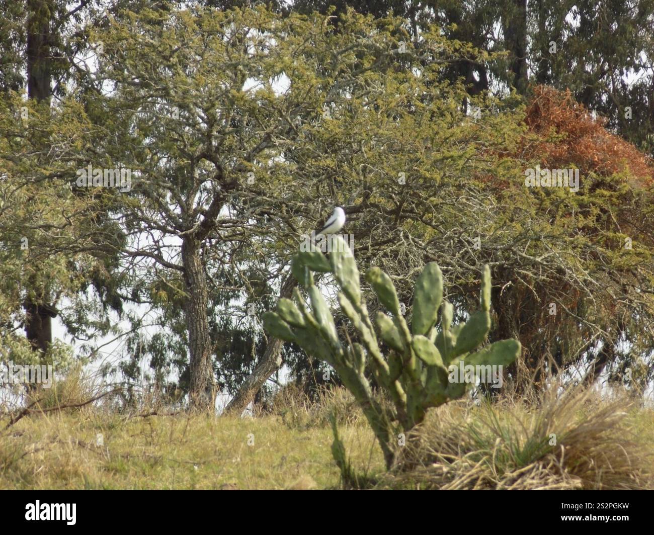 White Monjita (Xolmis irupero Stock Photo - Alamy