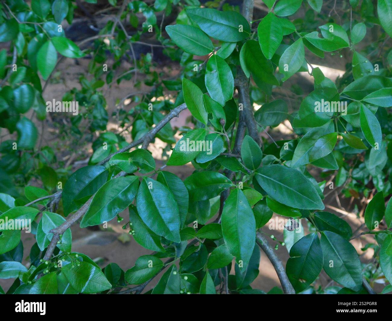 myrtle family (Myrtaceae Stock Photo - Alamy