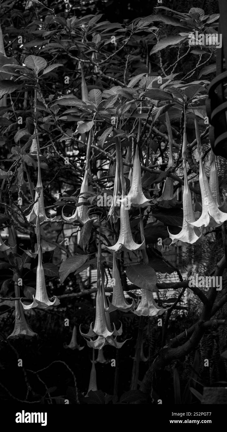 White tree flowers in Black and White Stock Photos & Images - Alamy