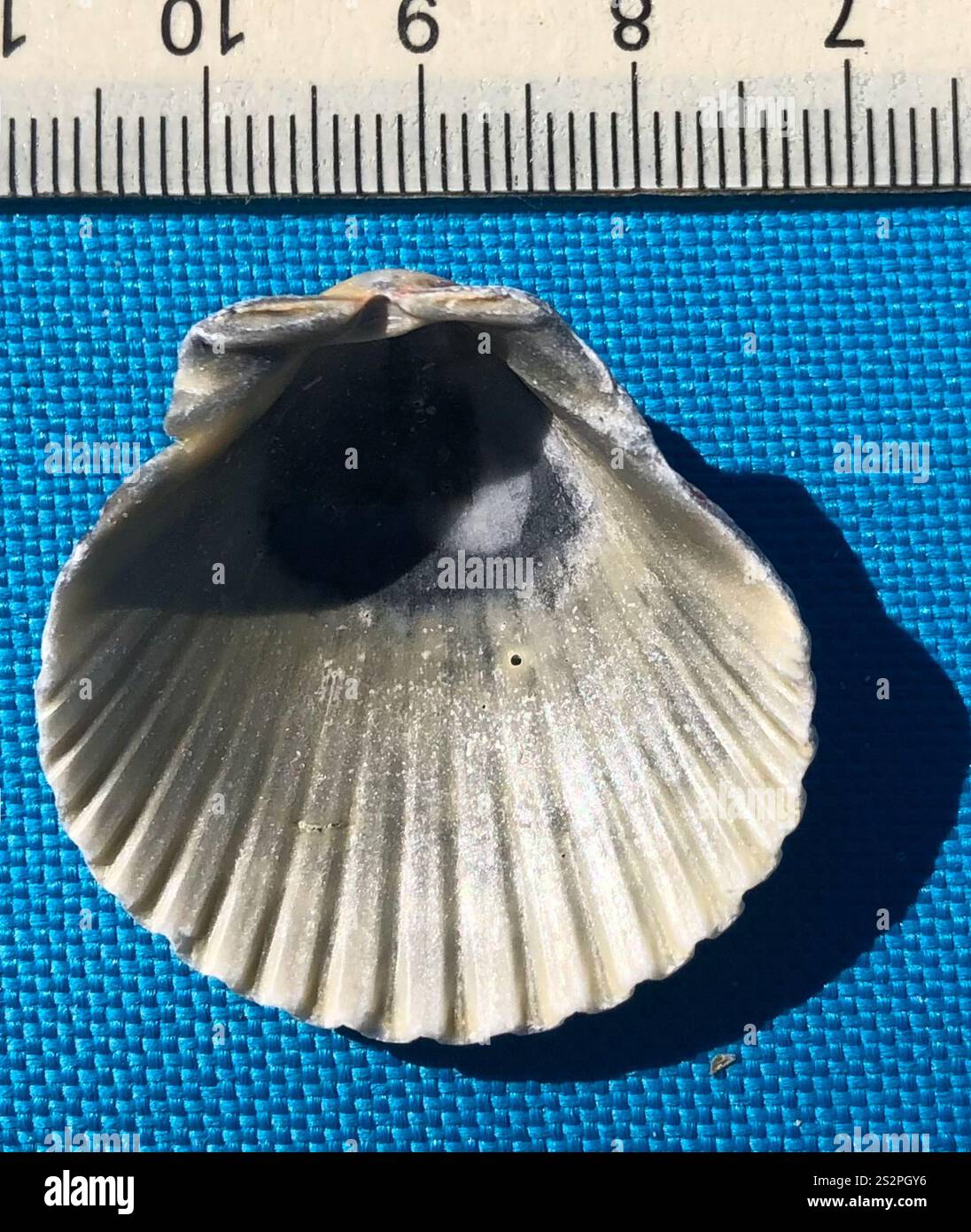 Atlantic Bay Scallop (Argopecten irradians Stock Photo - Alamy