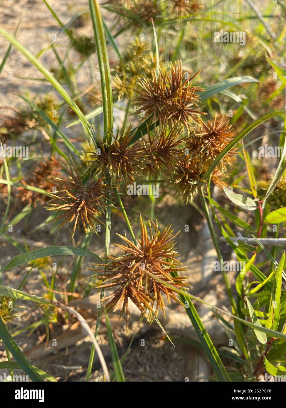 Fragrant flatsedge (Cyperus odoratus Stock Photo - Alamy