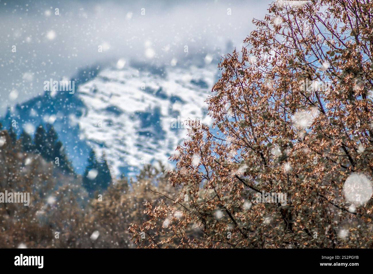 Snow falling against a nature winter background Stock Photo - Alamy