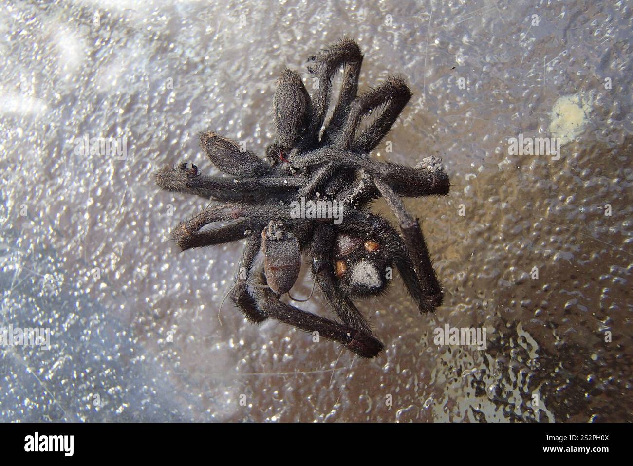 Brown Trapdoor Spiders (Arbanitis Stock Photo - Alamy