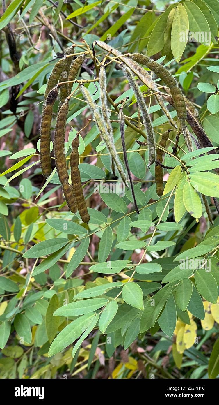 American senna (Senna hebecarpa Stock Photo - Alamy