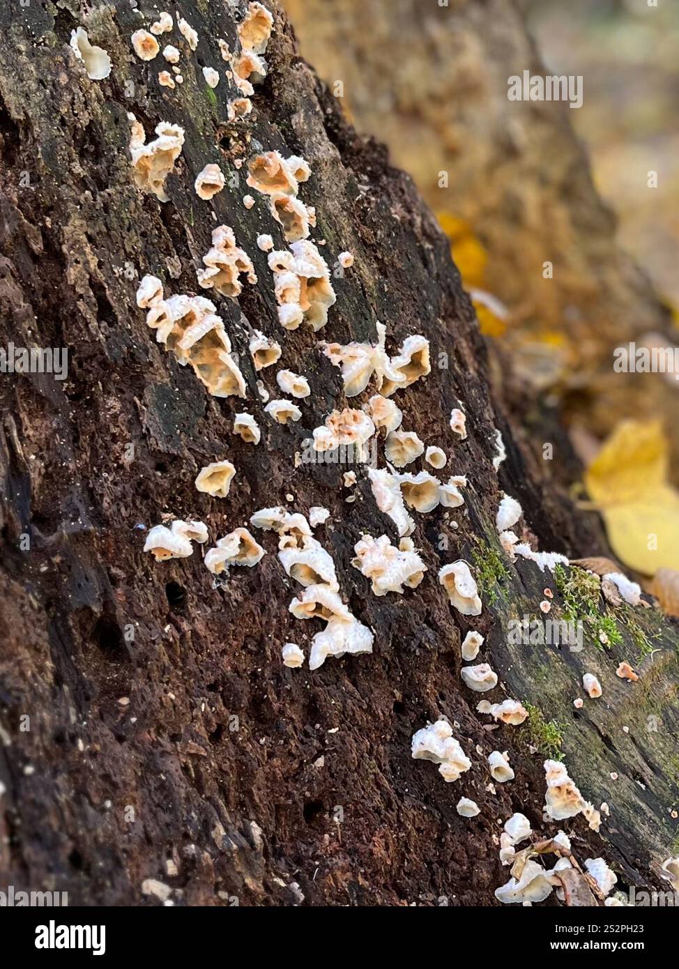 Bleeding Oak Crust (Stereum gausapatum Stock Photo - Alamy