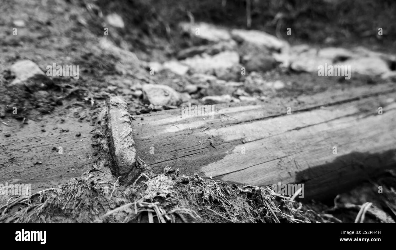 A close-up black-and-white photo of a weathered wooden log partially ...