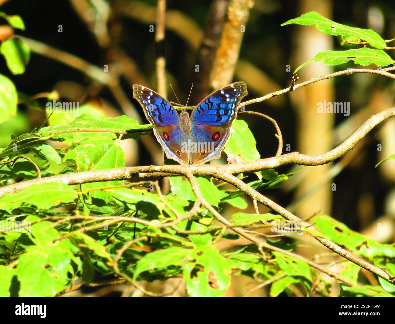 Royal Blue Pansy (Junonia rhadama Stock Photo - Alamy