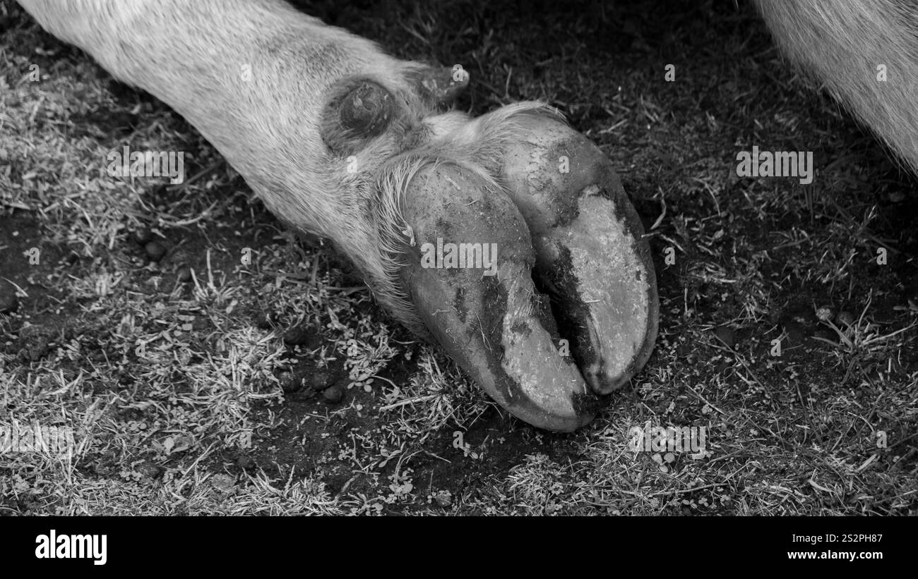 Unique grass Black and White Stock Photos & Images - Alamy