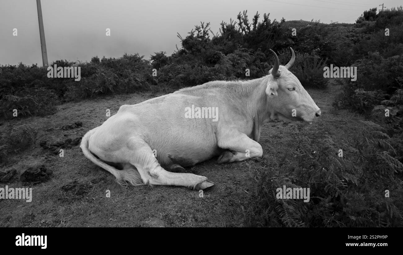 A black-and-white photograph of a white cow resting on a grassy ...