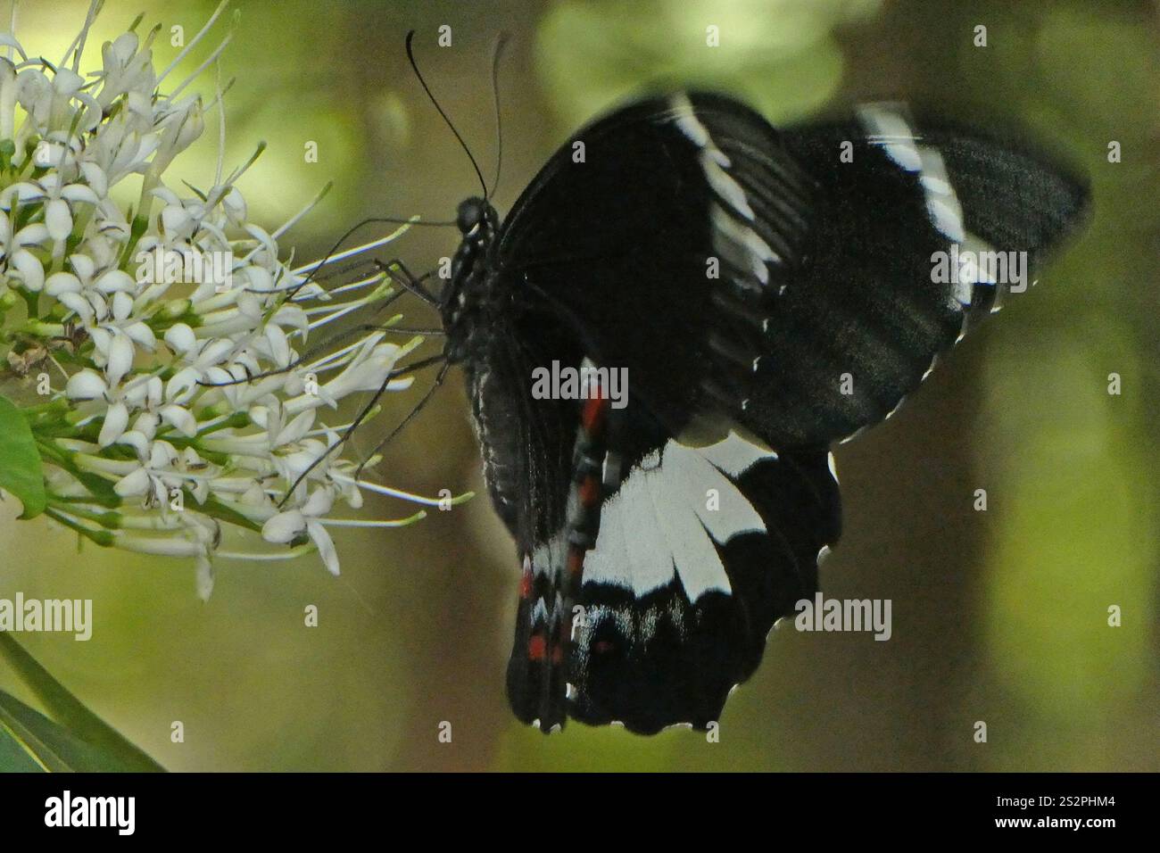 Orchard Swallowtail (Papilio aegeus Stock Photo - Alamy