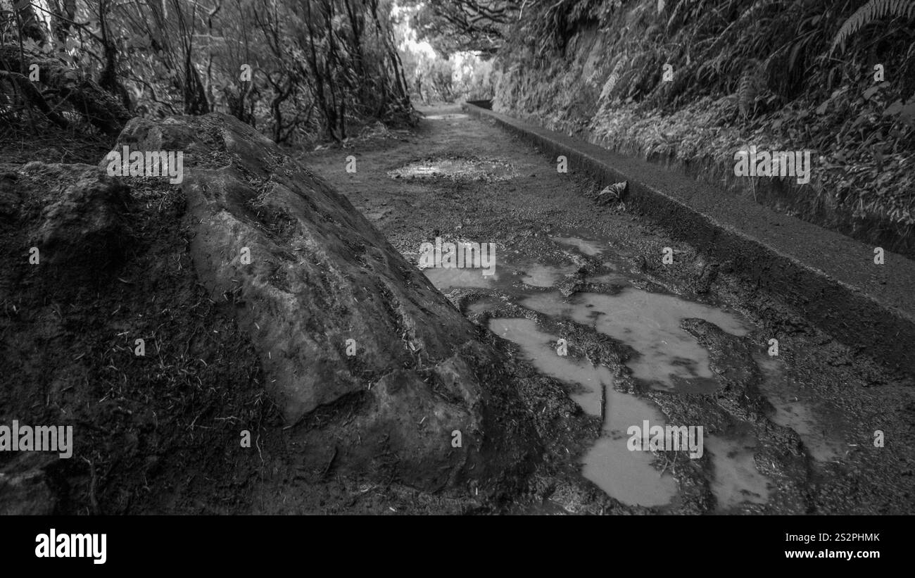 A black-and-white image of a muddy forest trail with a large rock and a ...