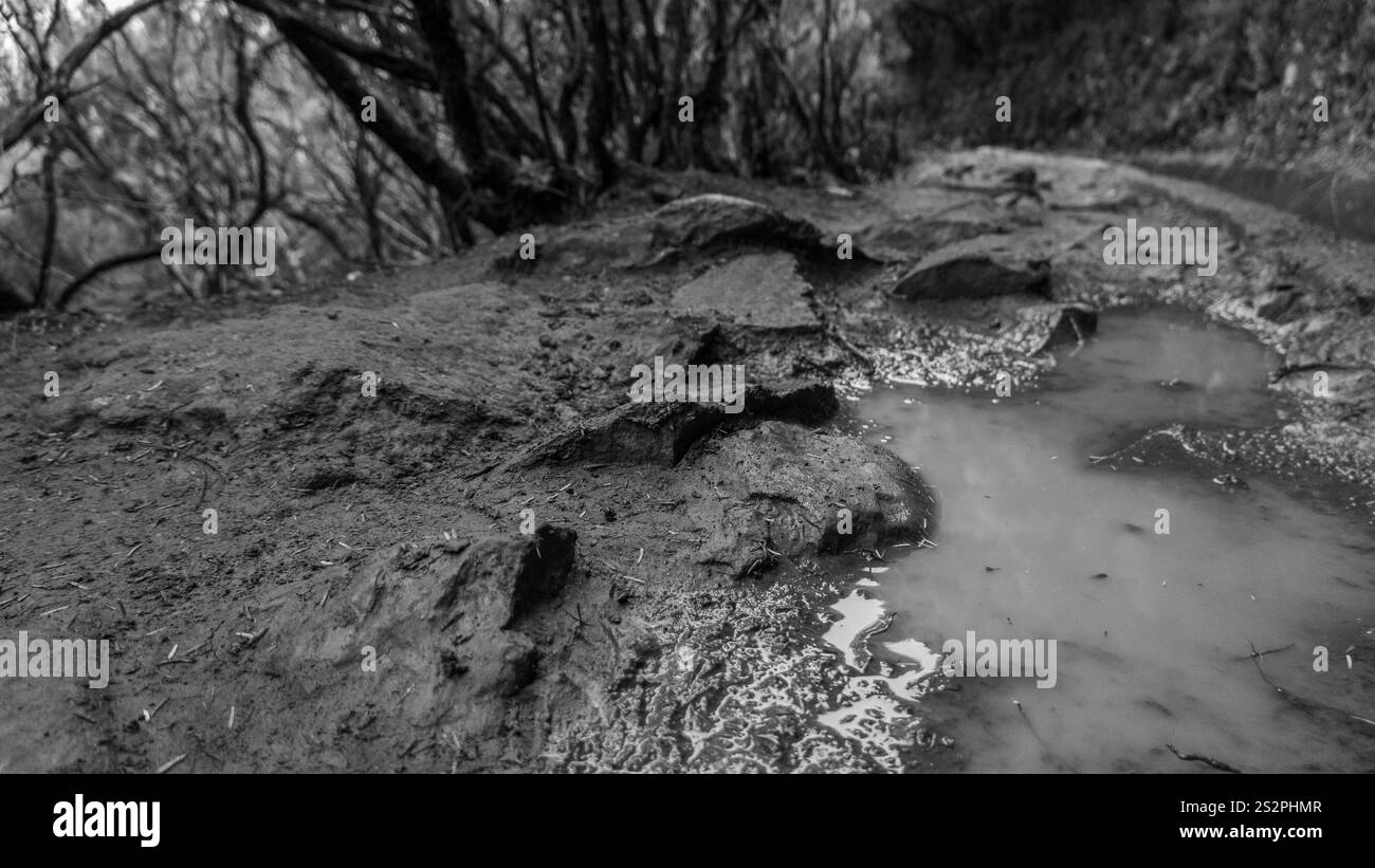 Black-and-white image of a muddy forest trail with scattered rocks and ...