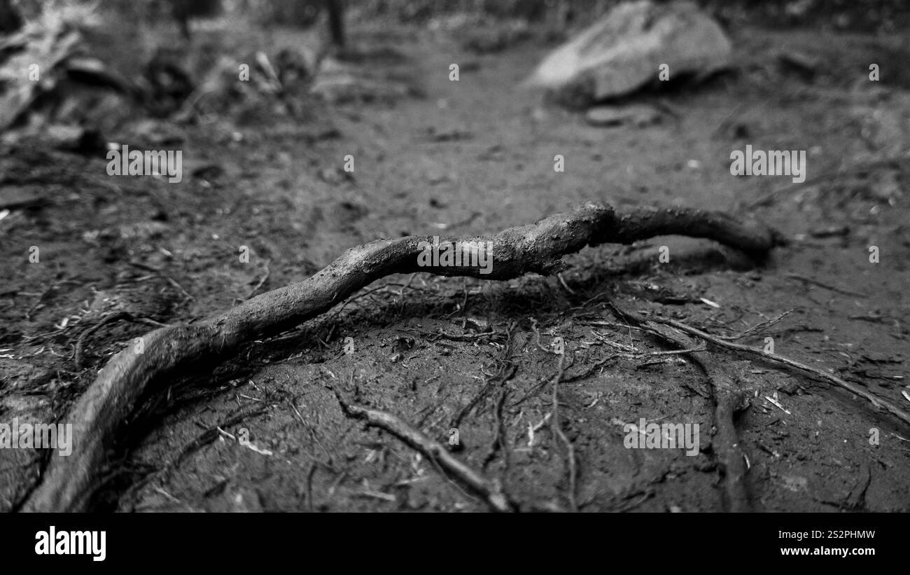steel rod, rusted, black and white, close-up, metal, construction, dirt ...