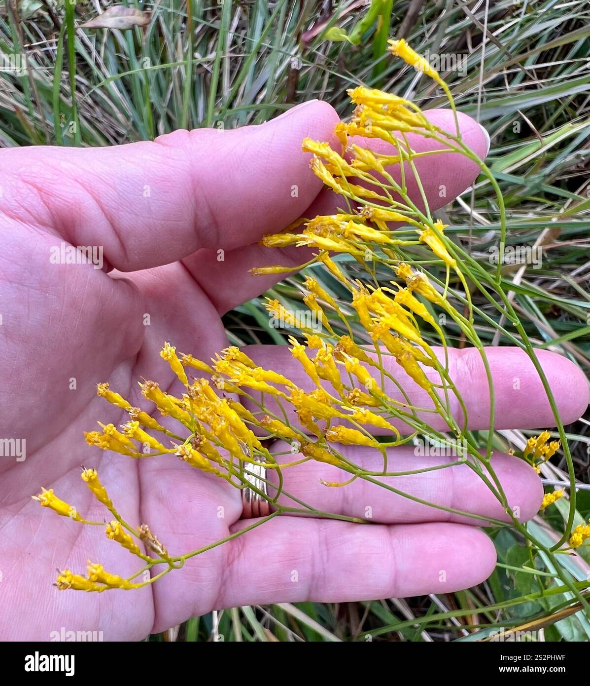 Rayless goldenrod hi-res stock photography and images - Alamy
