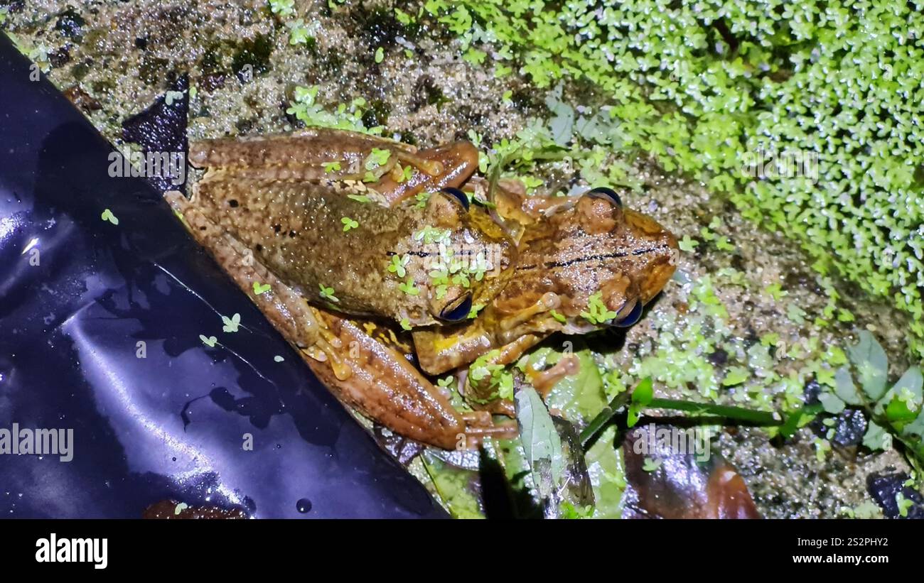 Rosenberg's Gladiator Frog (Boana rosenbergi Stock Photo - Alamy