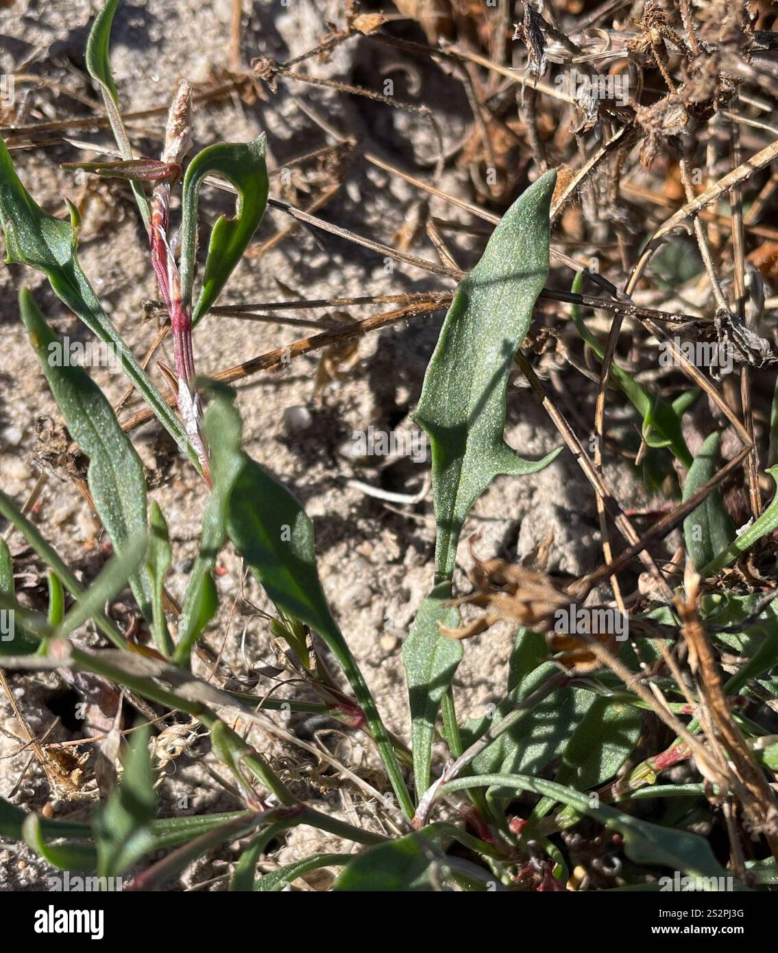 knotweed family (Polygonaceae Stock Photo - Alamy