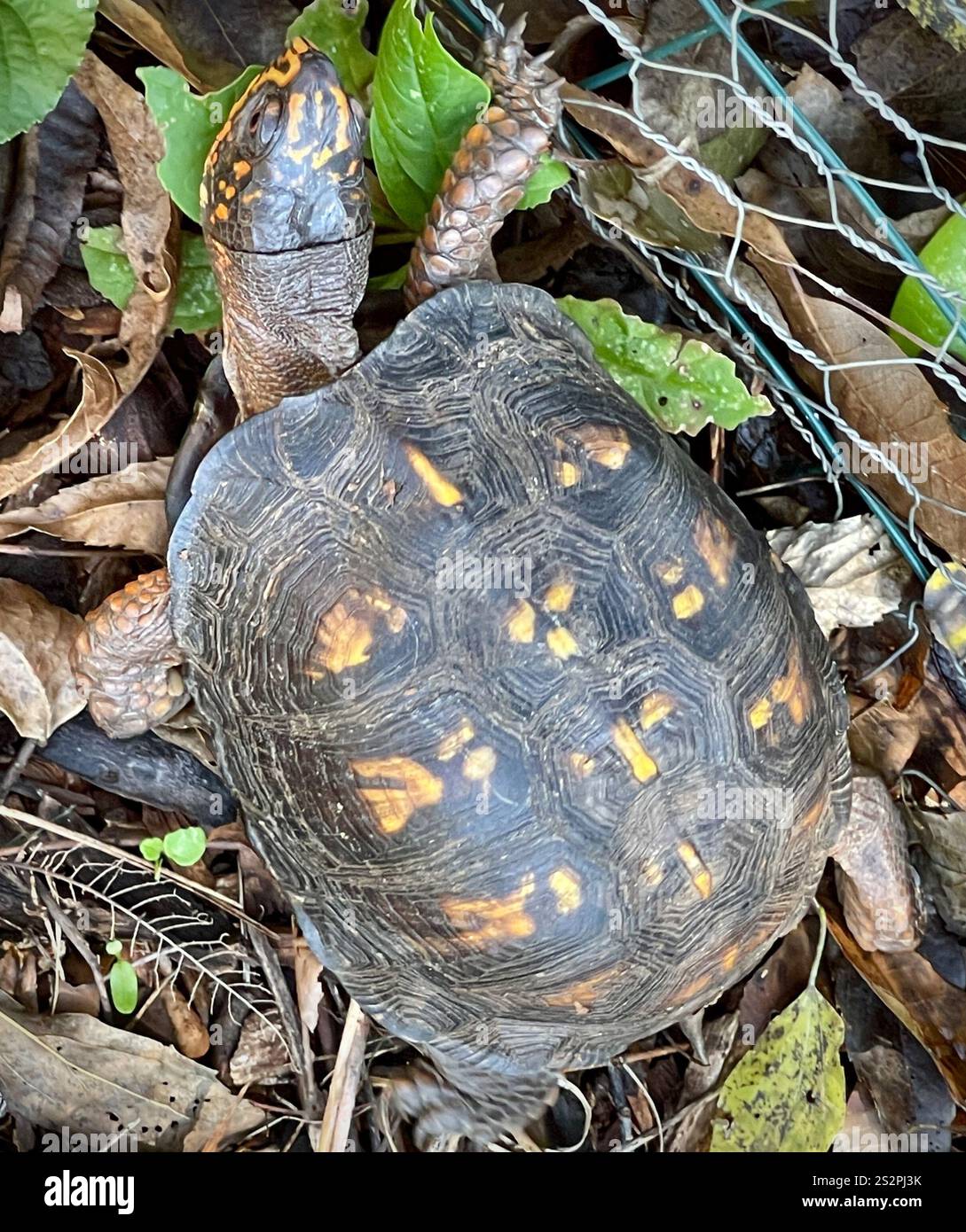 Eastern Box Turtle (Terrapene carolina carolina Stock Photo - Alamy