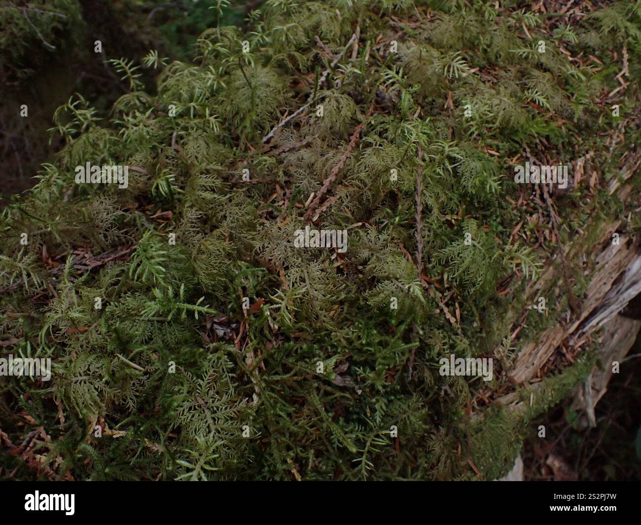 stairstep moss (Hylocomium splendens Stock Photo - Alamy