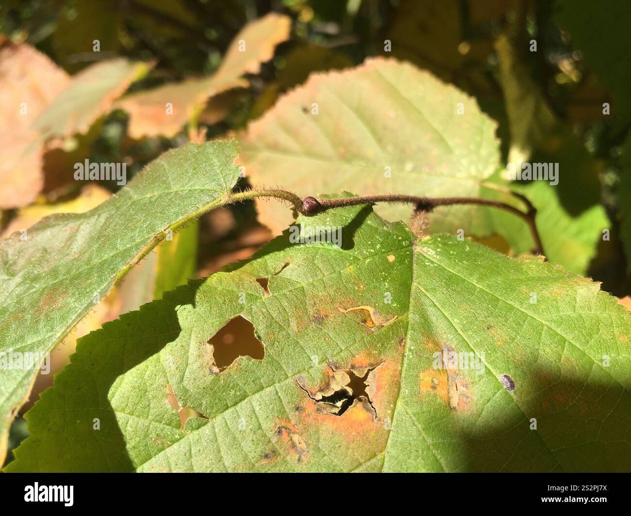 American hazelnut (Corylus americana Stock Photo - Alamy
