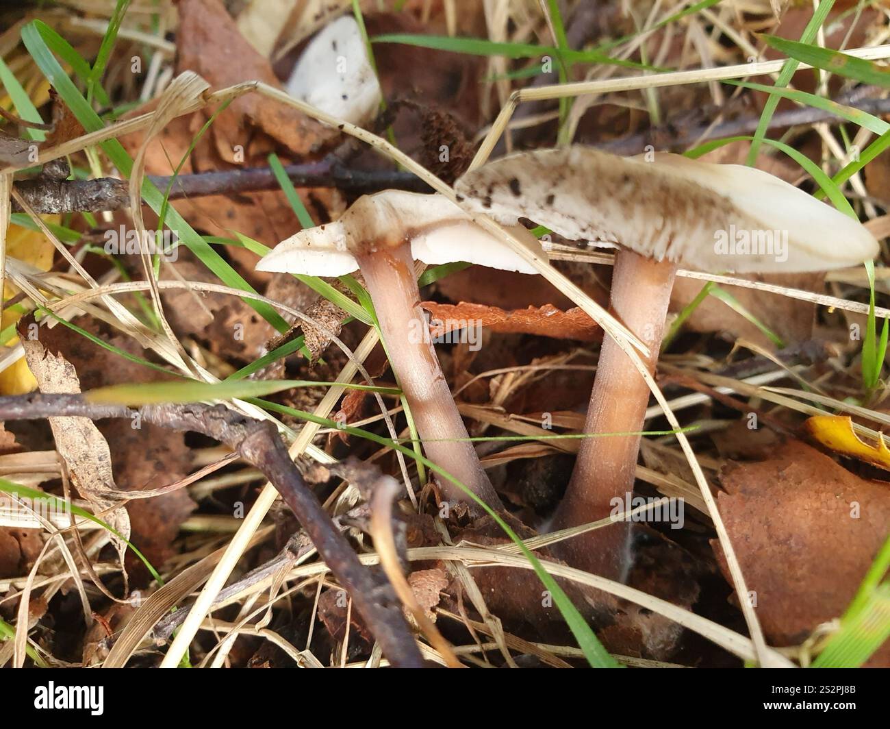 Stinking Dapperling (Lepiota cristata Stock Photo - Alamy