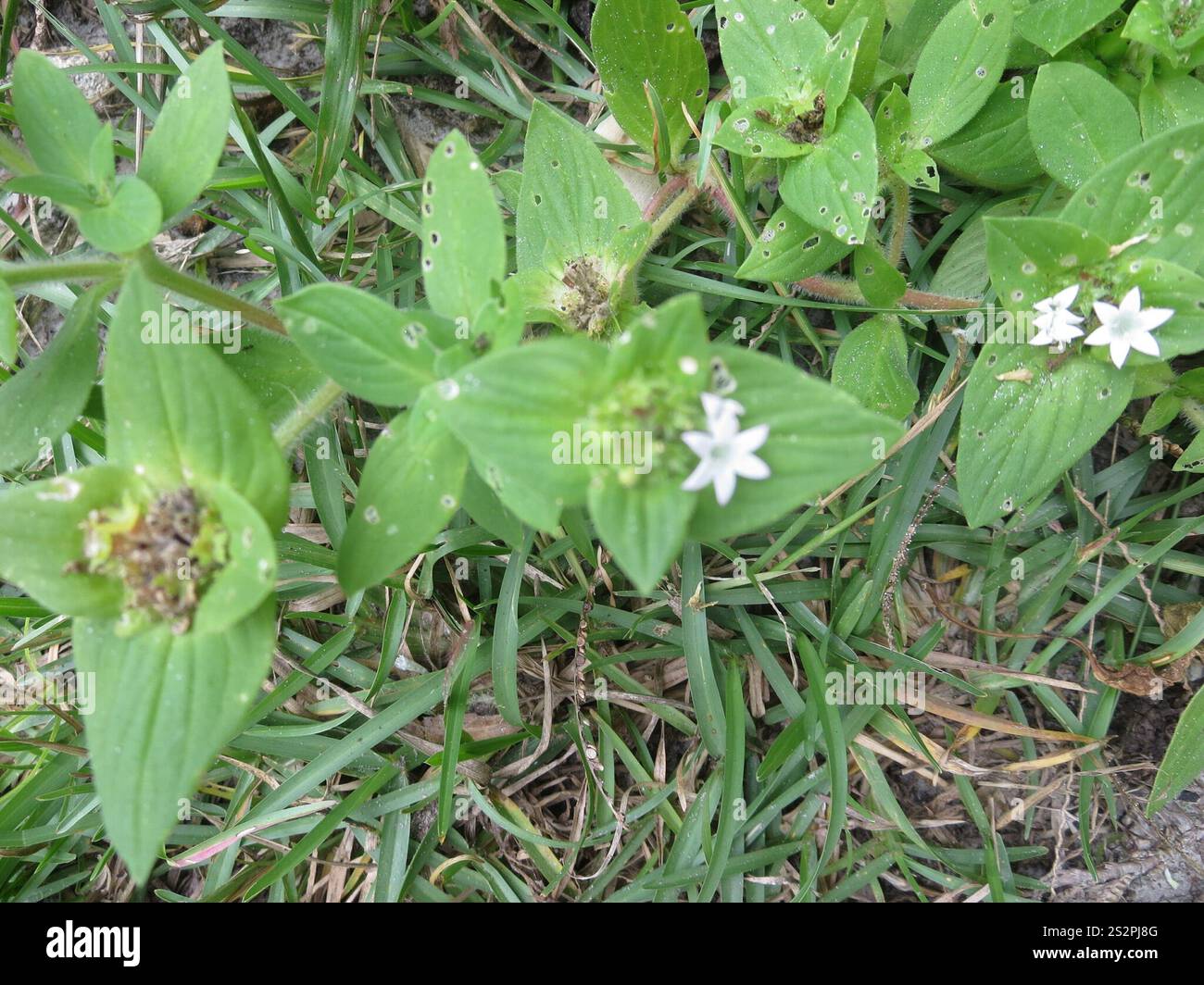 Florida Pusley (Richardia scabra Stock Photo - Alamy