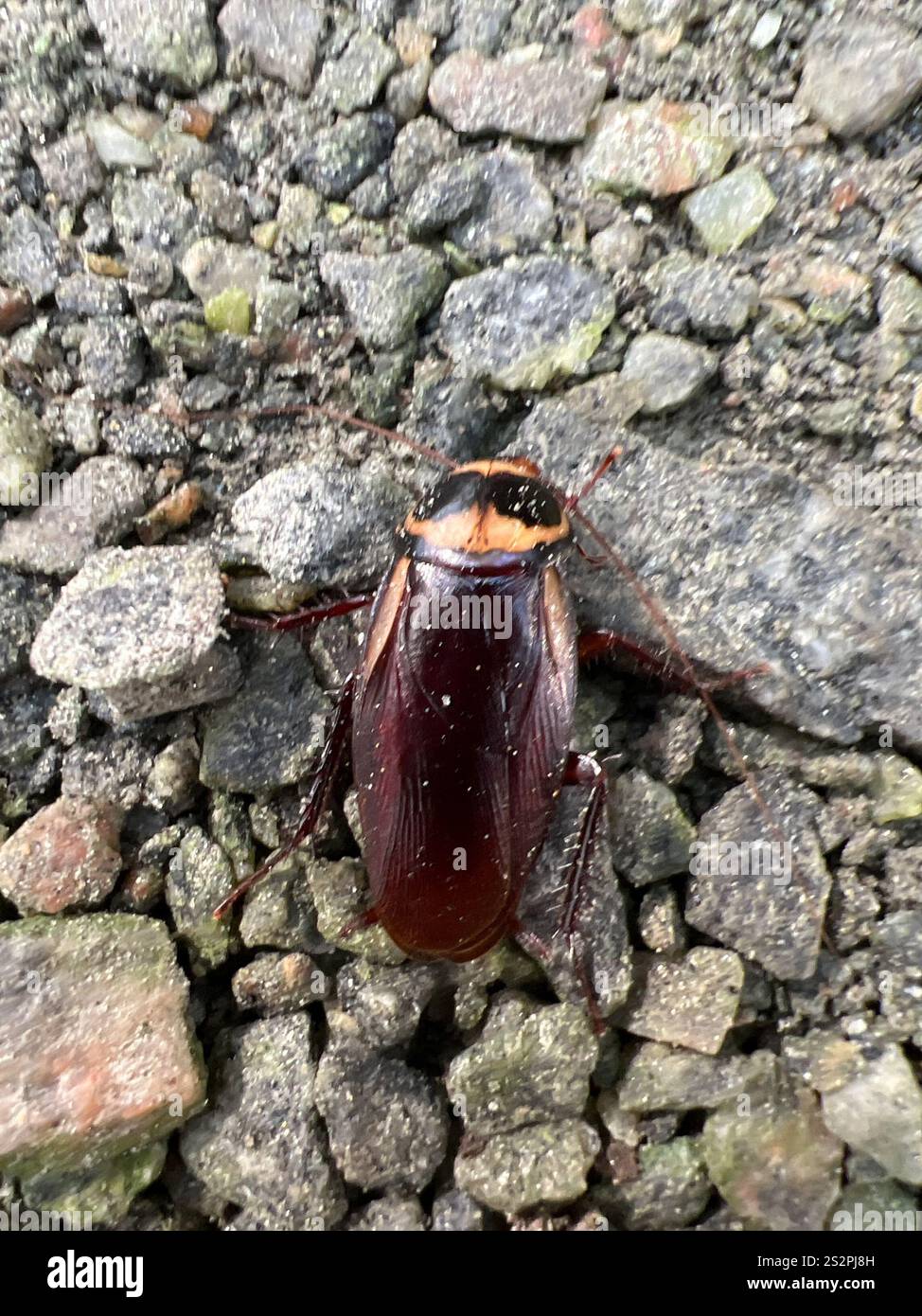 Australian Cockroach (Periplaneta australasiae Stock Photo - Alamy