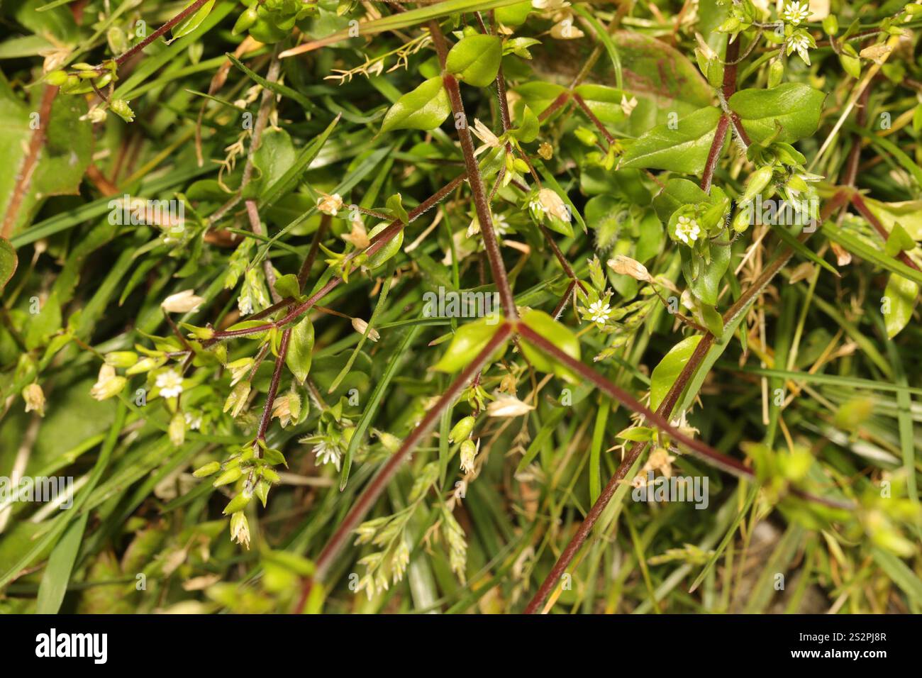Thyme-leaved Sandwort (Arenaria serpyllifolia Stock Photo - Alamy