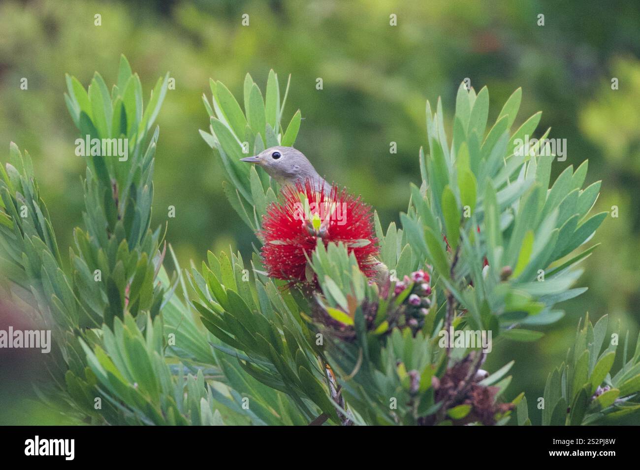 Calaveras Warbler (Leiothlypis ruficapilla ridgwayi Stock Photo - Alamy