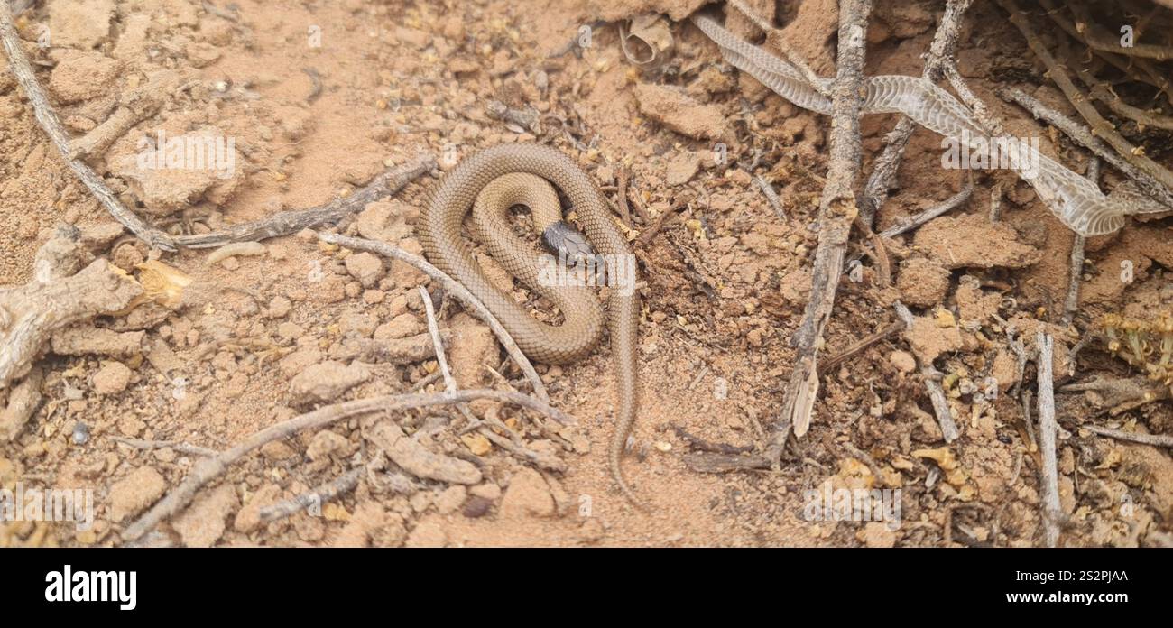 Curl Snake (Suta suta Stock Photo - Alamy